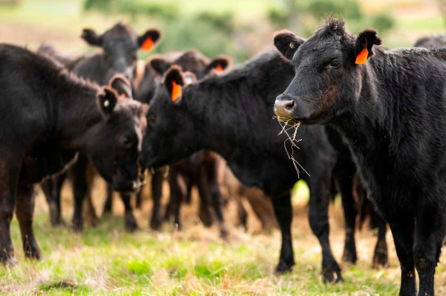 Boi/Cepea: aumento na oferta de animais e fraco consumo interno limitam ...