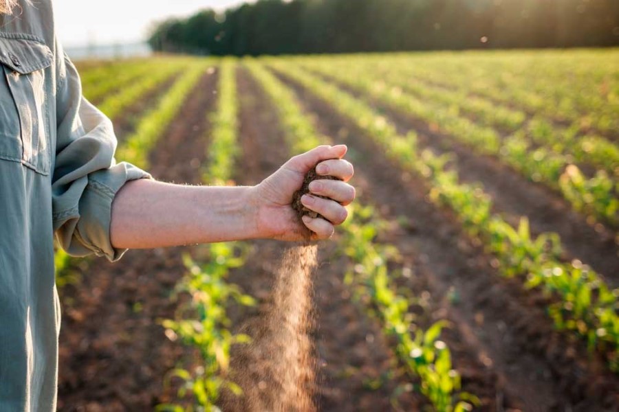 Grãos/China: Ministério da Agricultura tentará 'criar chuva' para ...
