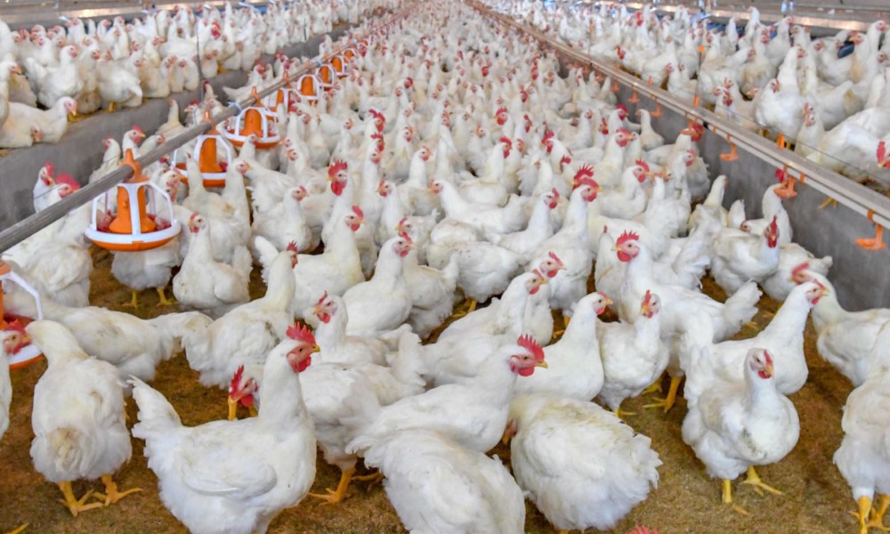 Frango: Preços iniciam outubro com movimentos distintos - Visão Agro ...