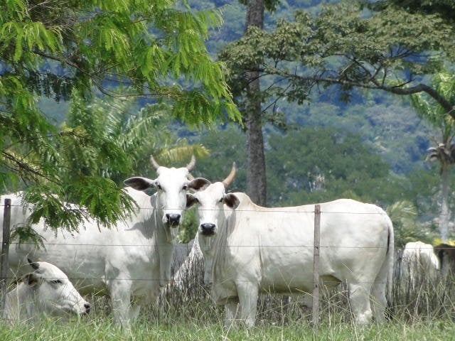 Boi: Mercado segue firme na maior parte do País - Visão Agro - A melhor ...
