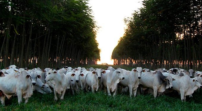 Como a pecuária brasileira deve terminar 2023 – Visão Agro