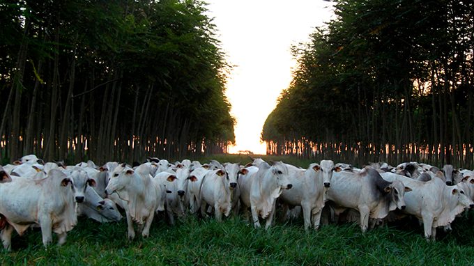 A Pecuária Brasileira e o Metano - Visão Agro