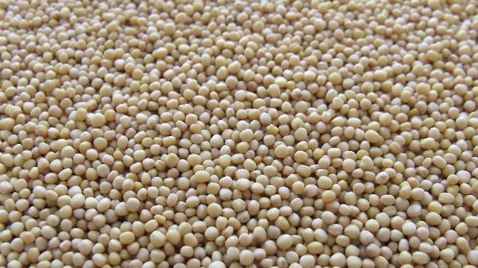 StoneX Confirma Produção de Soja do Paraguai de 9,25 Milhões de ...
