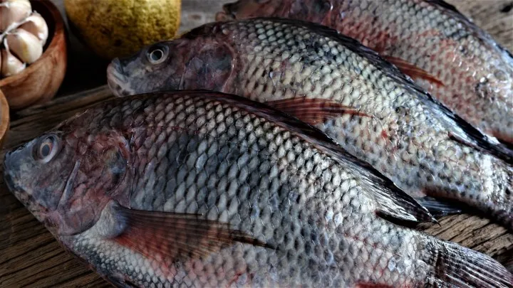 Exportações de peixes de cultivo crescem 72% no segundo trimestre de ...