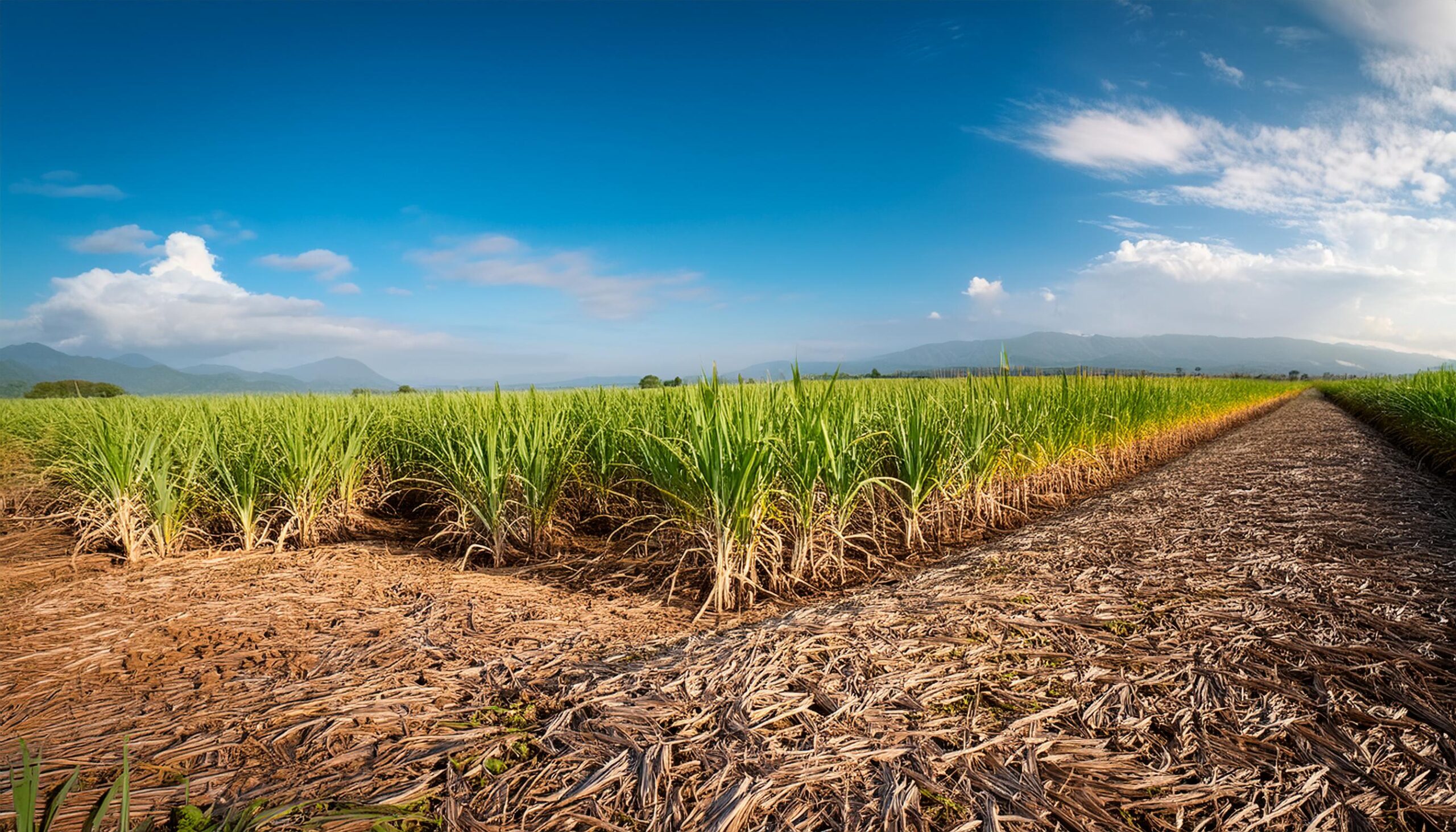 BP Bioenergy quer atingir 3,35 mil hectares tratados com bioinsumos em ...