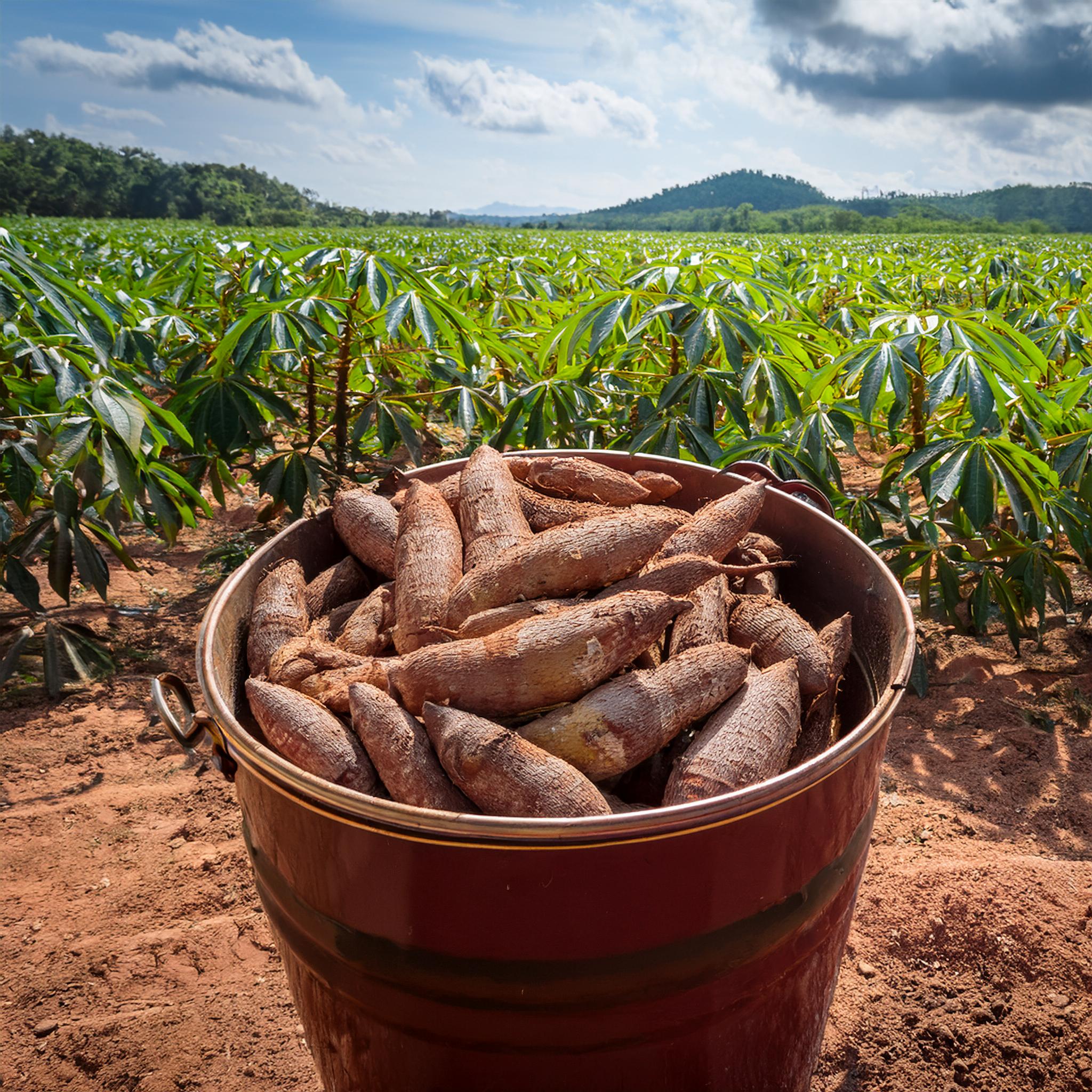 Mandioca: Preço médio semanal é o maior do ano – Visão Agro – A melhor ...